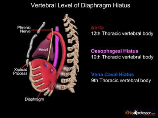 The Diaphragm | PPTX