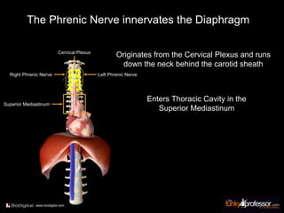 The Diaphragm | PPTX