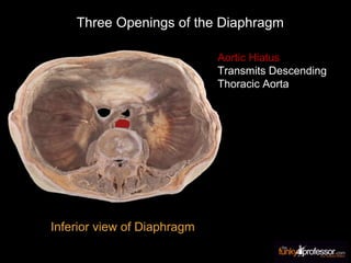 The Diaphragm | PPT