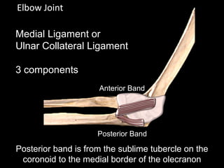 Slideshow: Elbow Joint | PPT