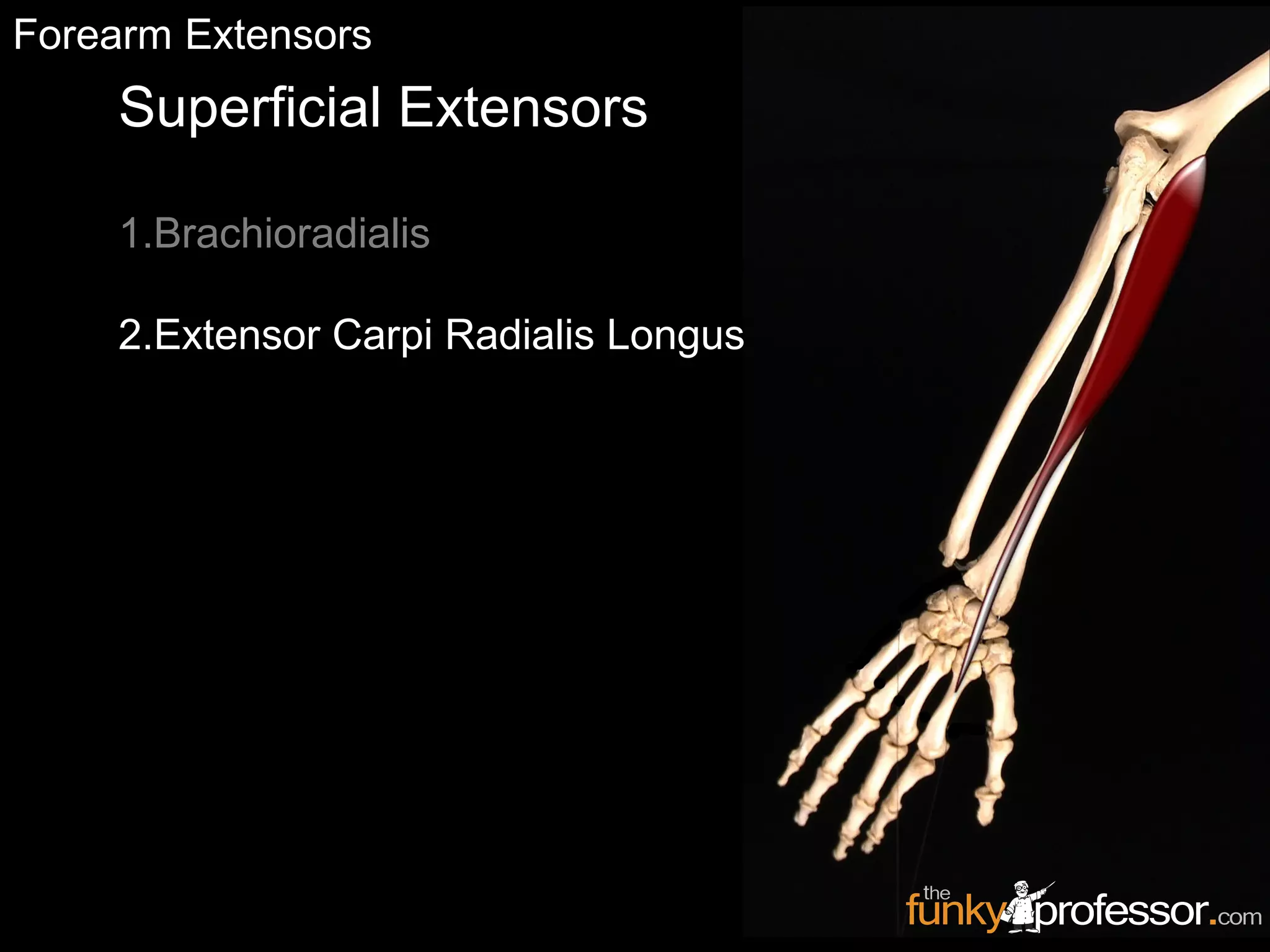 Slideshow: Forearm Extensors | PPT