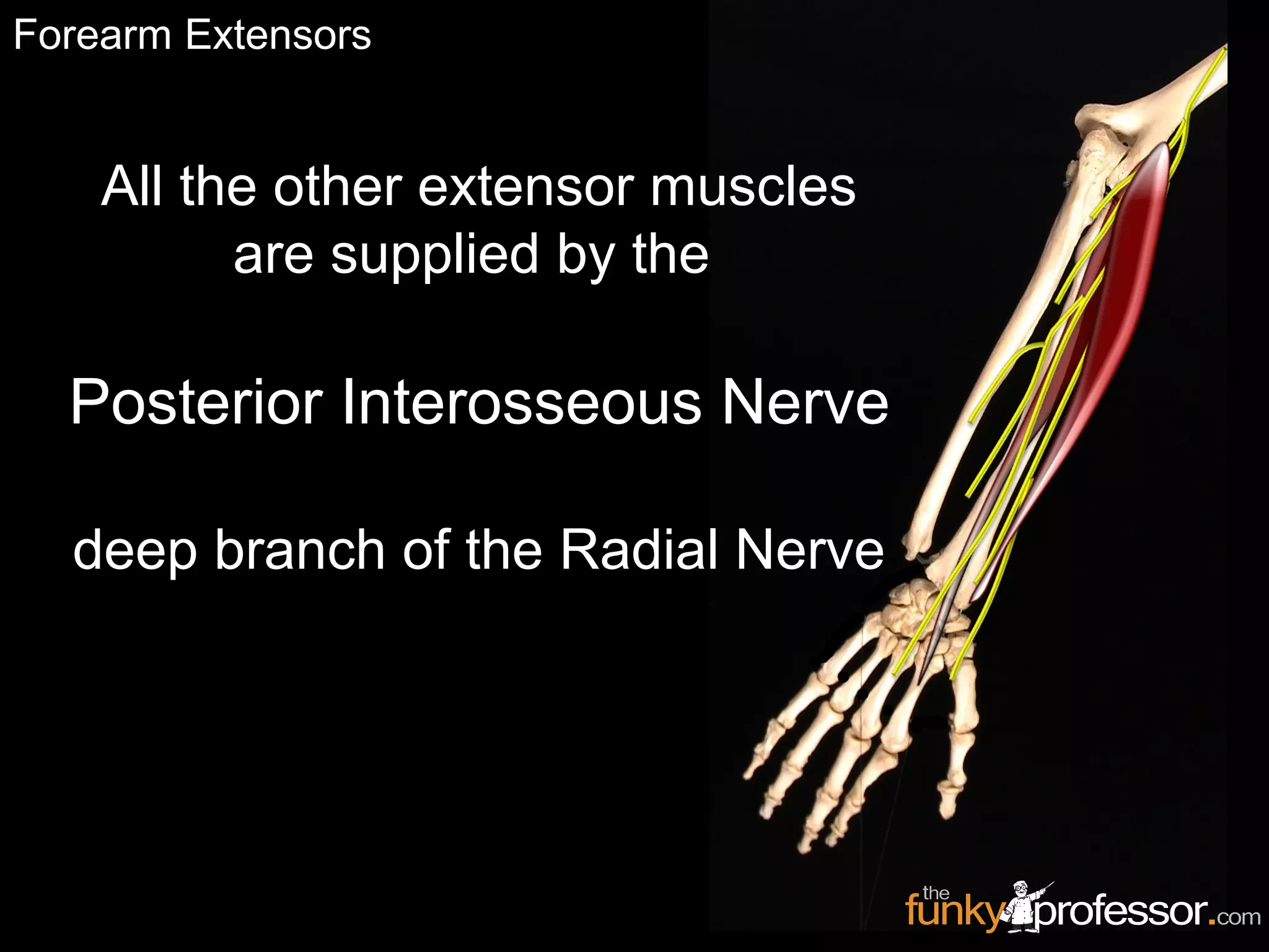 Slideshow: Forearm Extensors | PPT