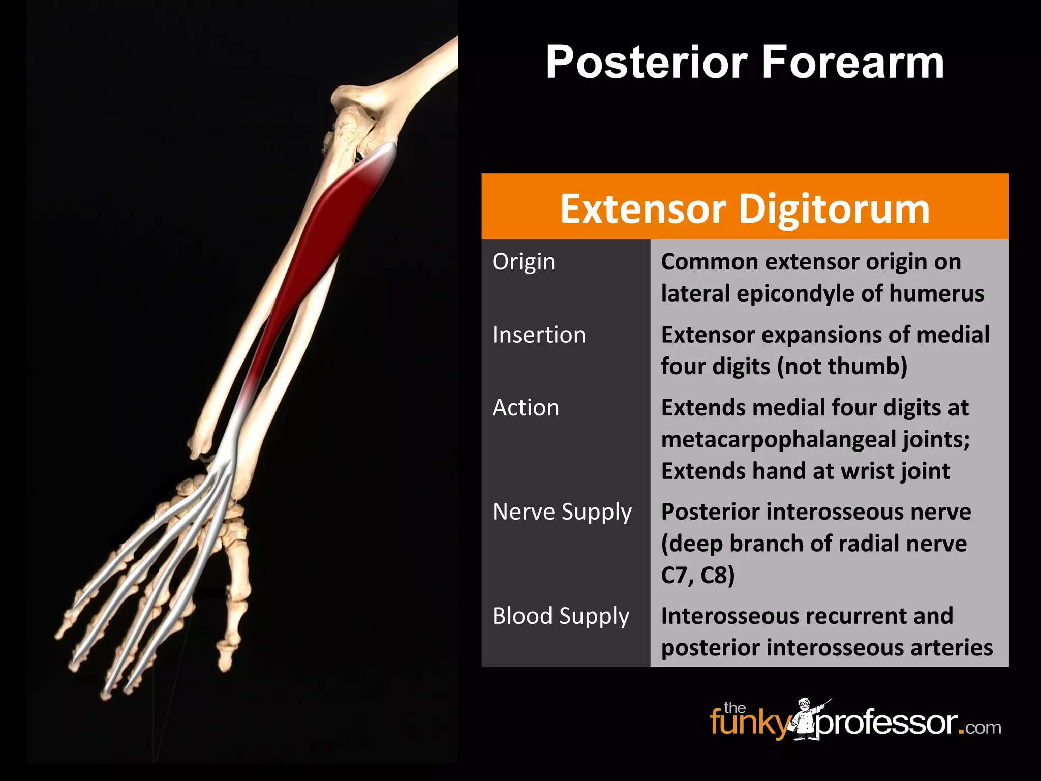 Slideshow: Forearm Extensors | PPT