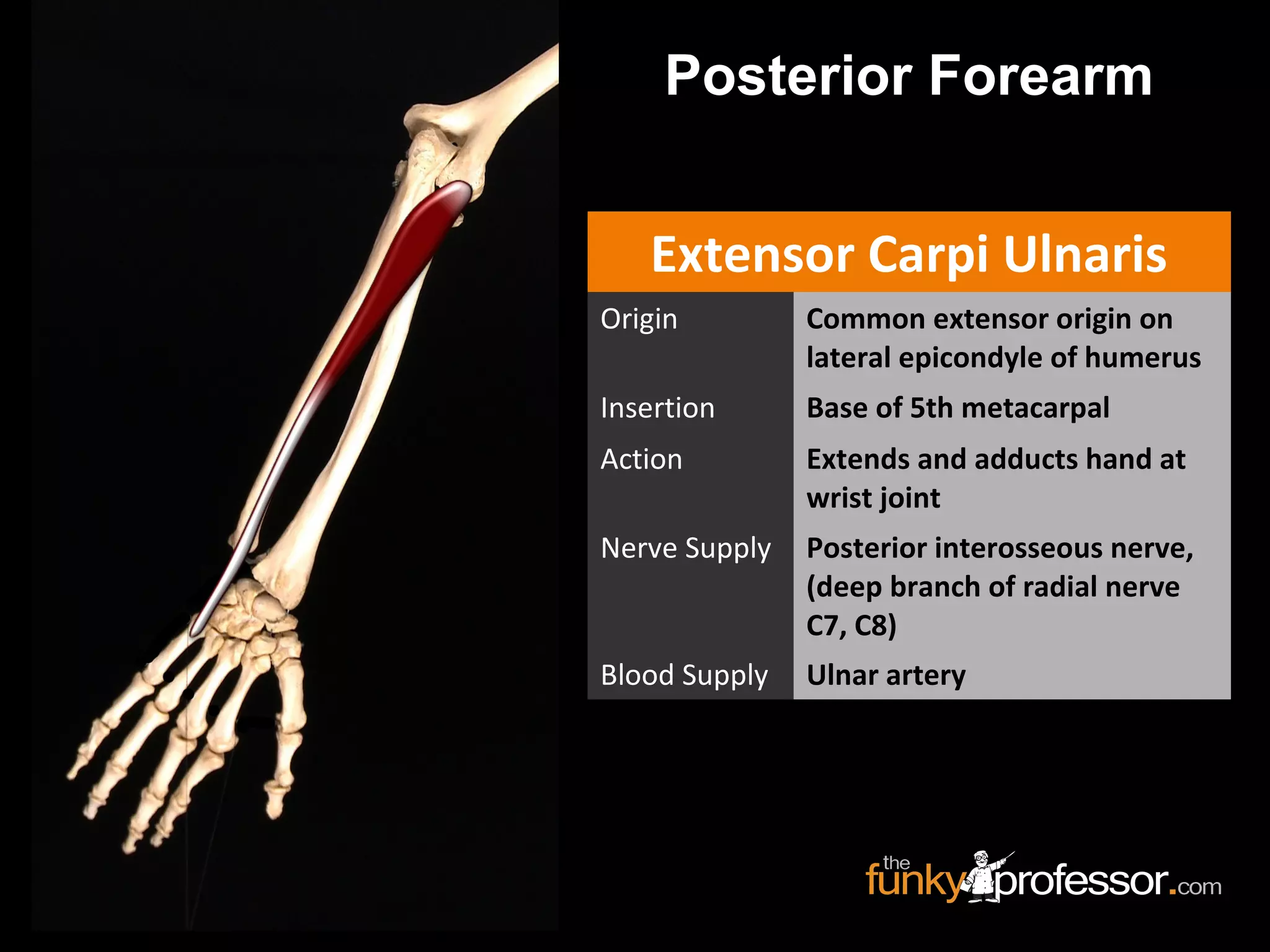 Slideshow: Forearm Extensors | PPT
