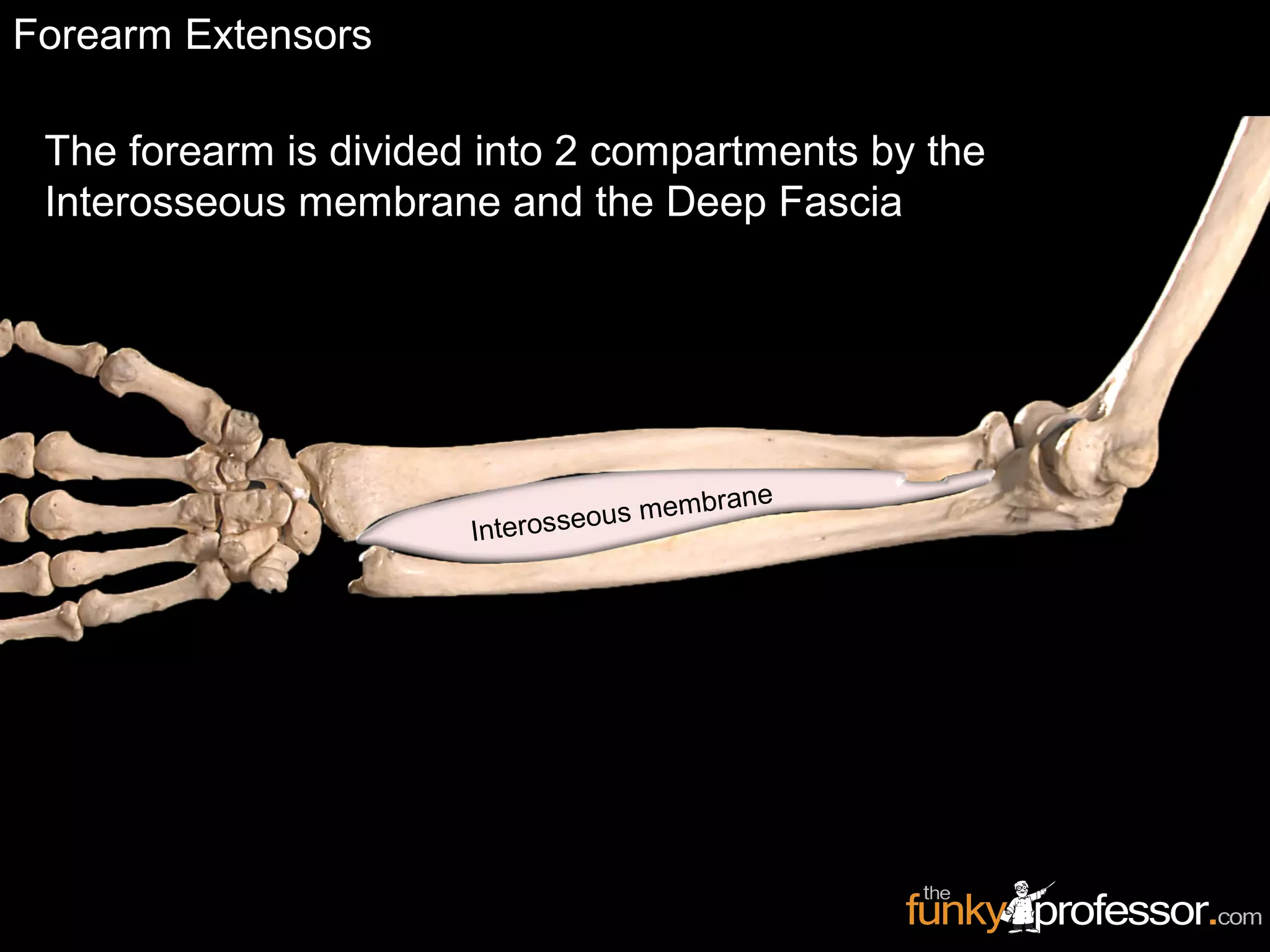 Slideshow: Forearm Extensors | PPT