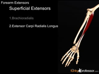 Slideshow: Forearm Extensors | PPT