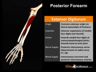 Extensor Digitorum Origin And Insertion