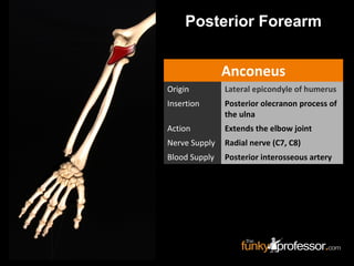 Anconeus Origin And Insertion