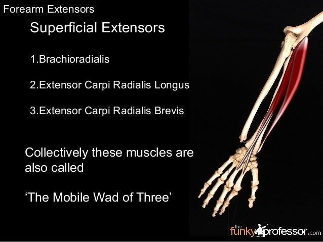Slideshow: Forearm Extensors