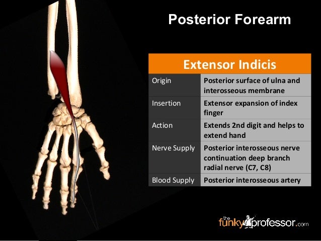 Extensor Indicis Origin And Insertion Google Search Anatomy Of Upper
