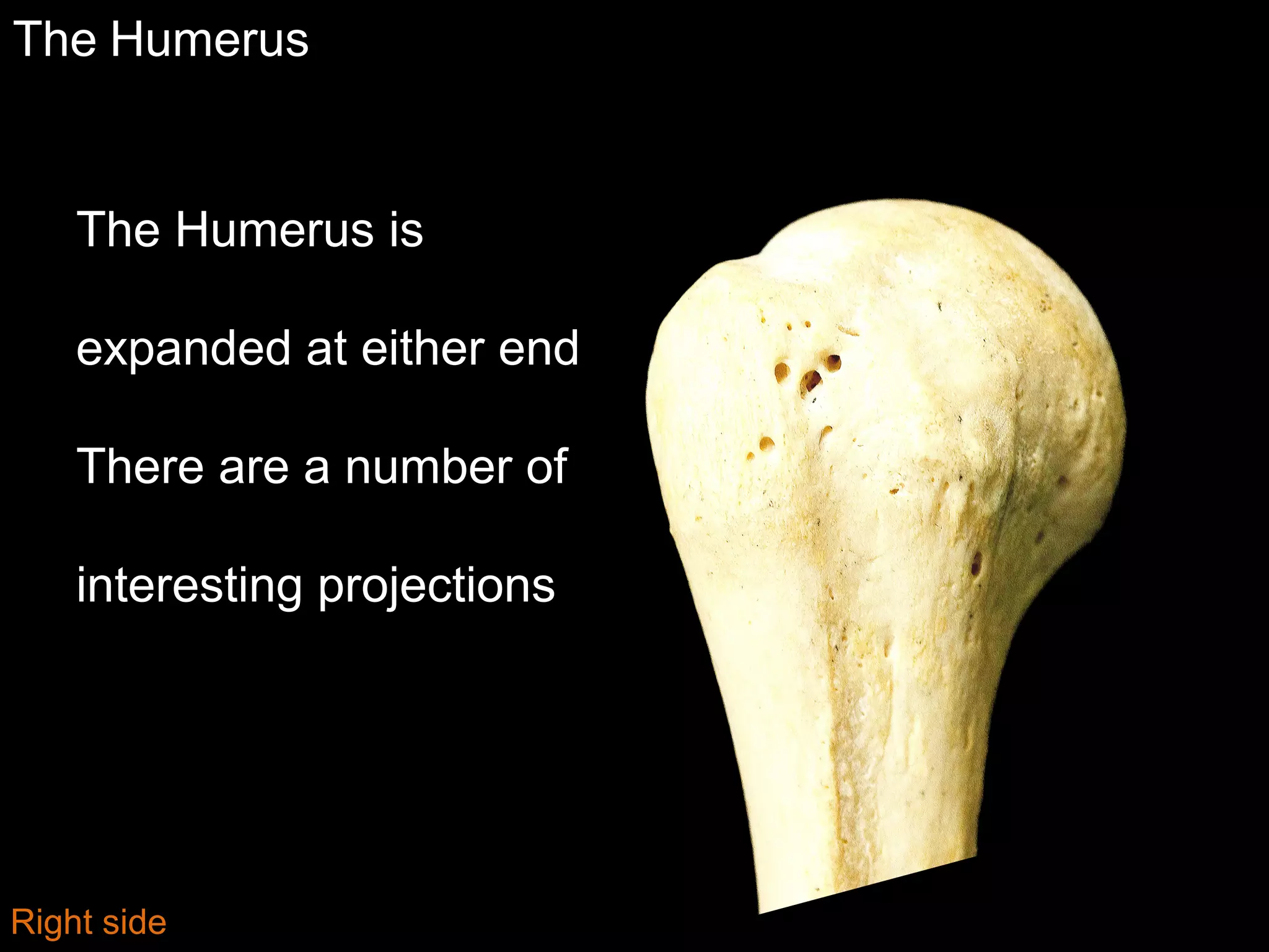 Slideshow: Humerus | PPT