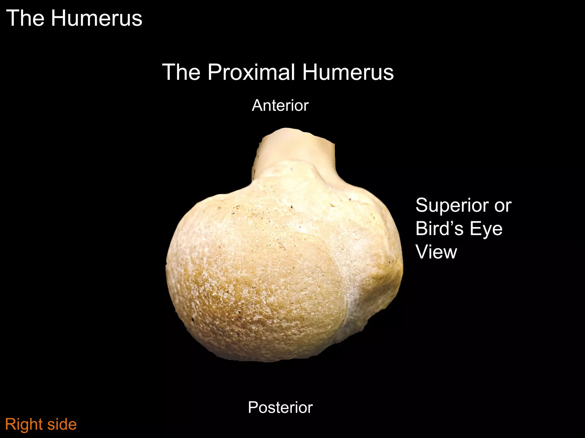 Slideshow: Humerus | PPT