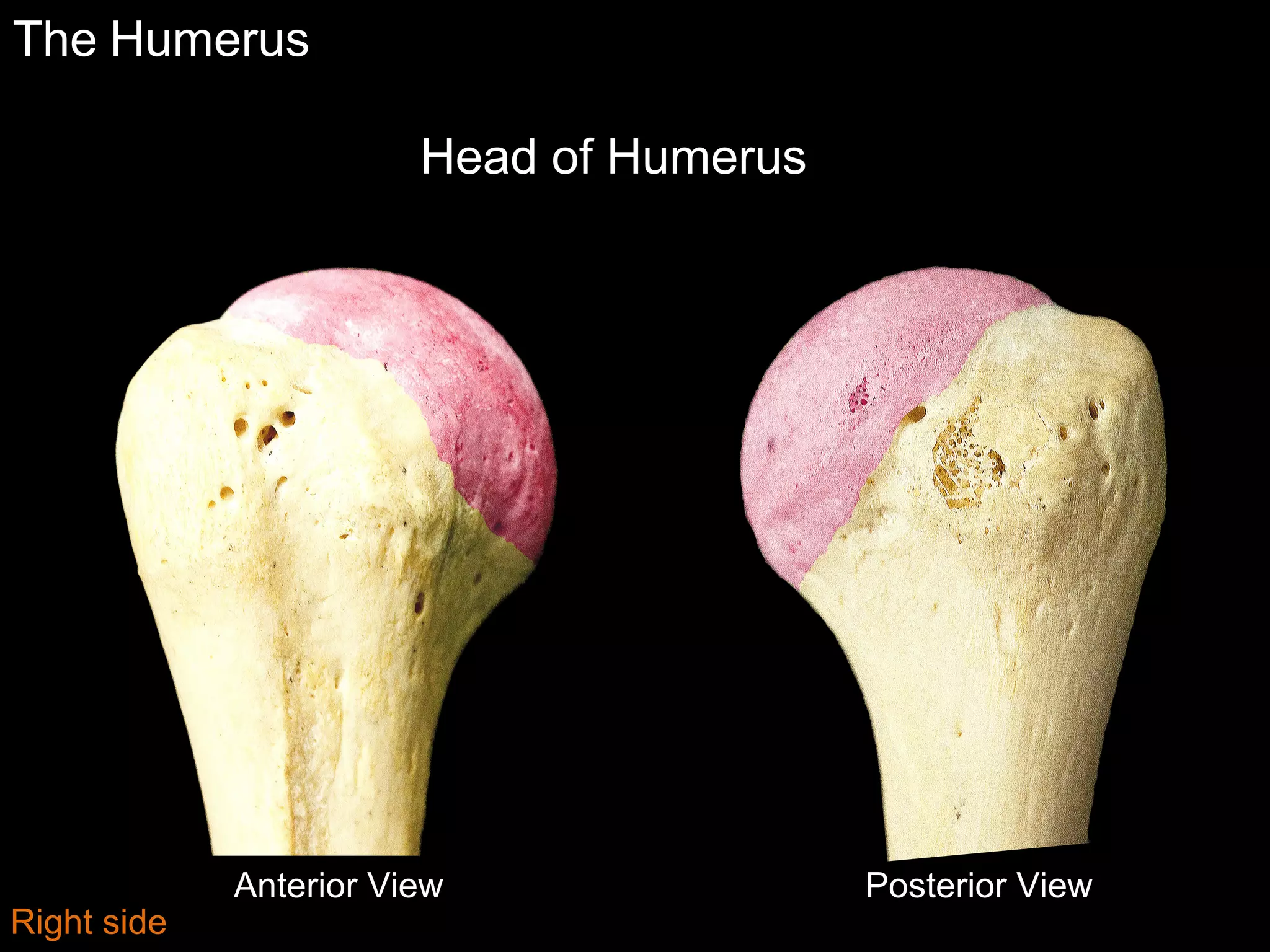 Slideshow: Humerus | PPT
