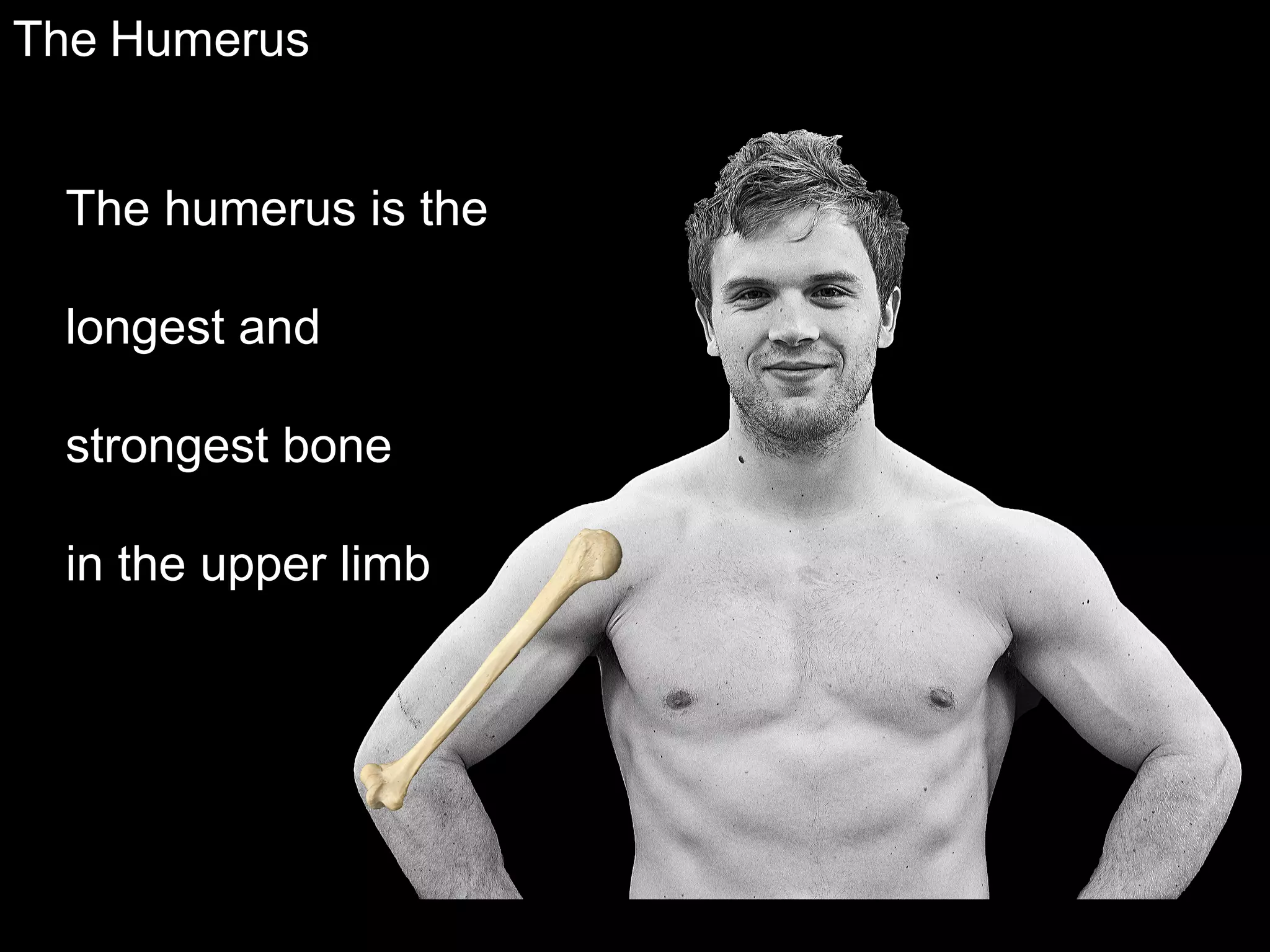 Slideshow: Humerus | PPT