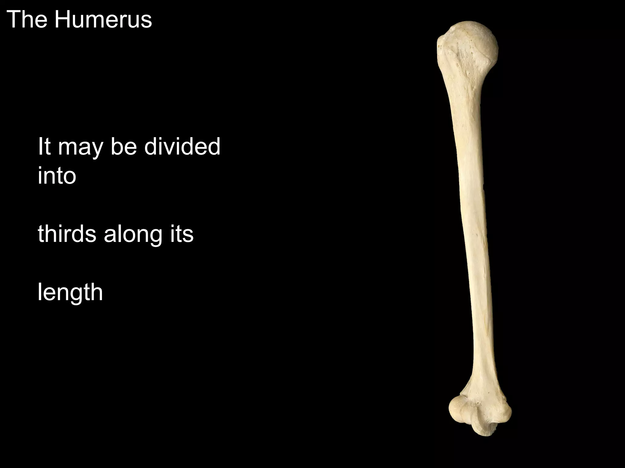Slideshow: Humerus | PPT