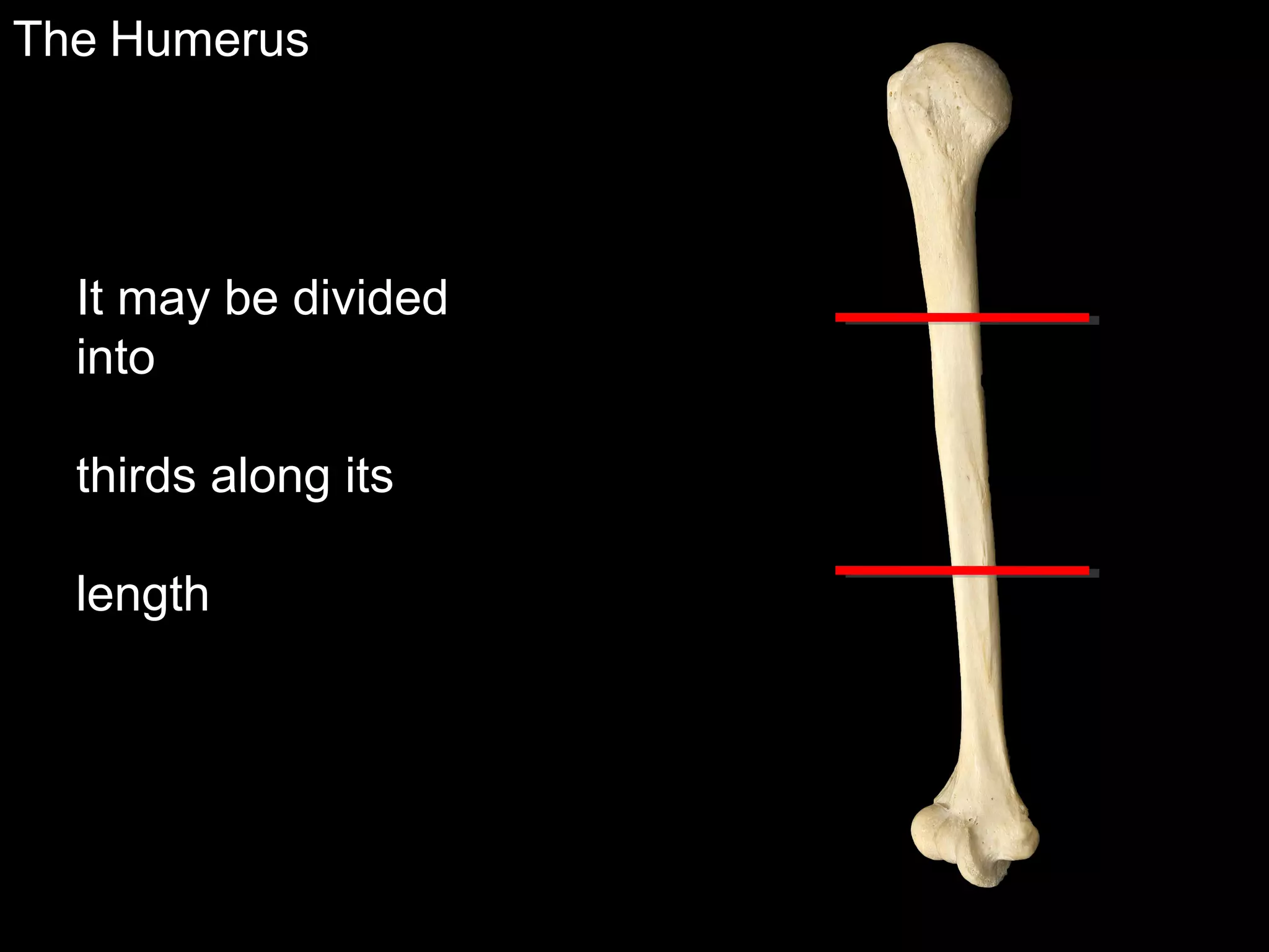 Slideshow: Humerus | PPT