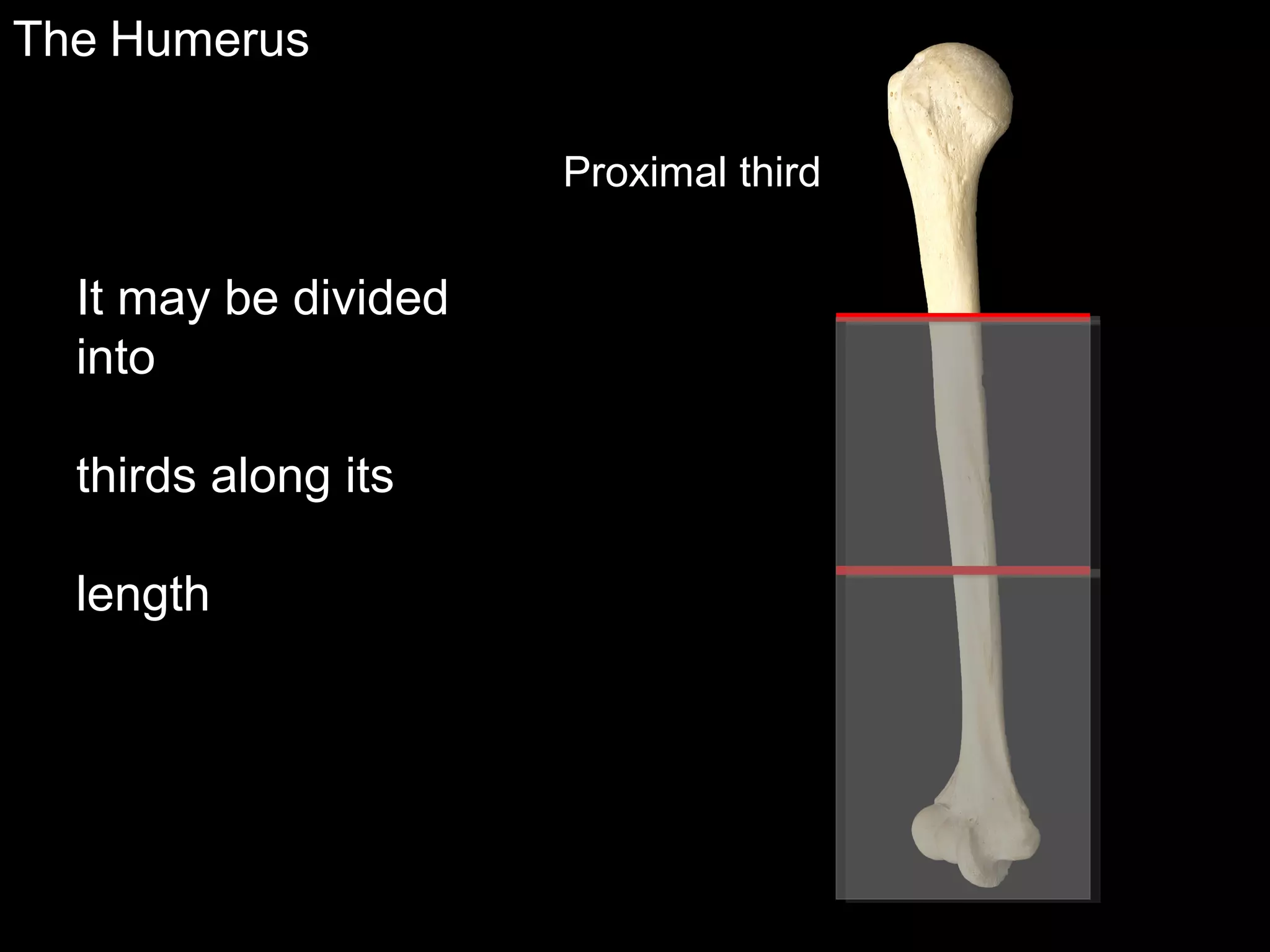 Slideshow: Humerus | PPT