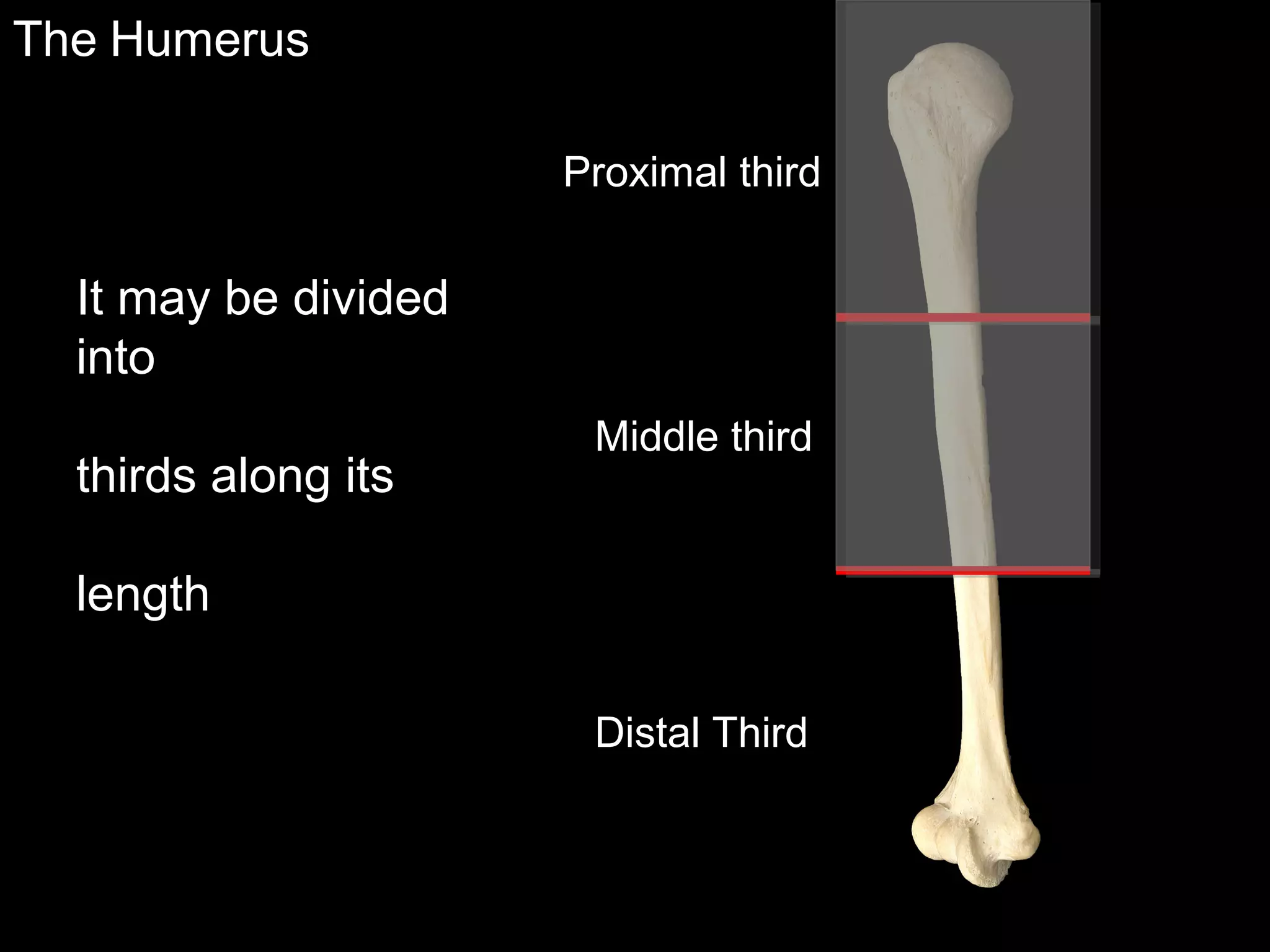 Slideshow: Humerus | PPT