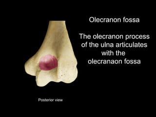Slideshow: Humerus | PPT