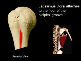 Intertubercular Groove