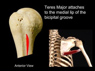 Humerus Intertubercular Groove