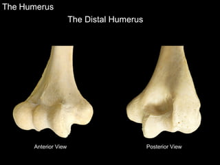 Right Humerus Posterior View