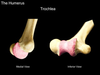 Capitulum Of Humerus