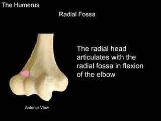 Radial Fossa Of Humerus