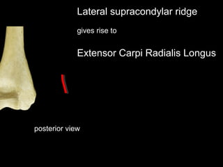 Lateral Supracondylar Ridge Of Humerus