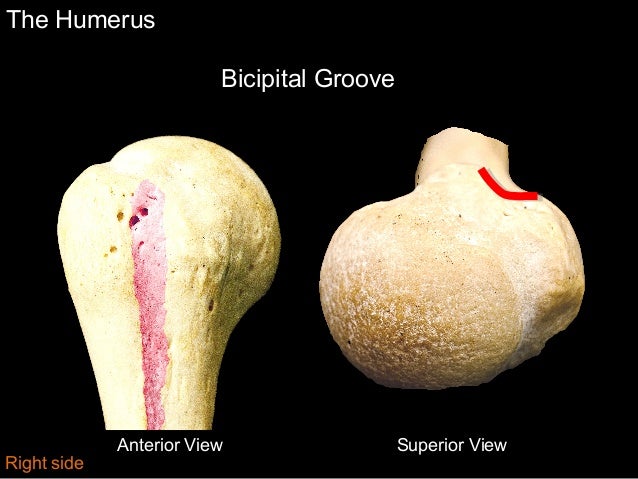 Slideshow: Humerus