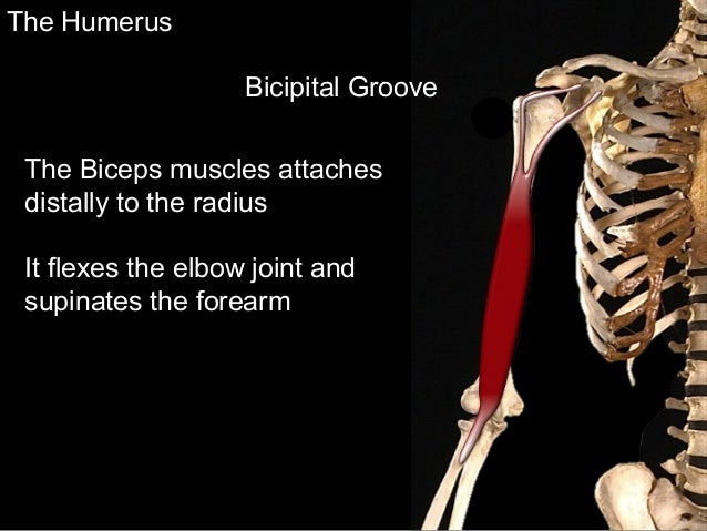 Slideshow: Humerus