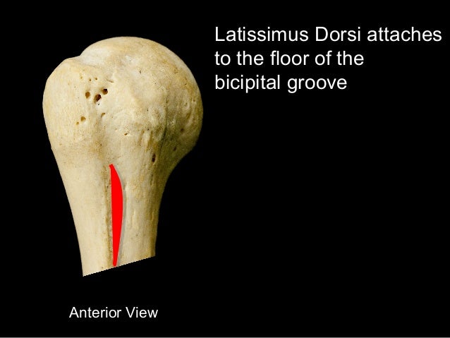 Intertubercular Groove Medial Lip