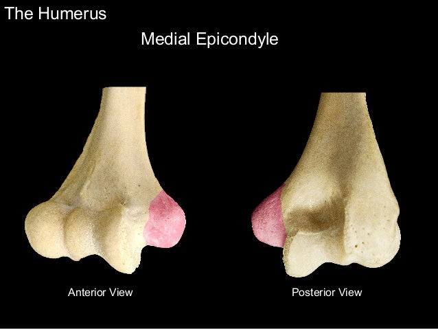 Slideshow: Humerus