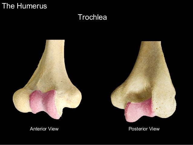 Slideshow: Humerus