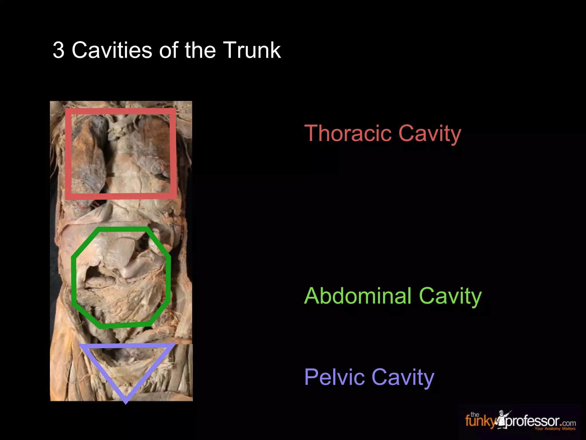 Introduction to the Trunk | PPTX