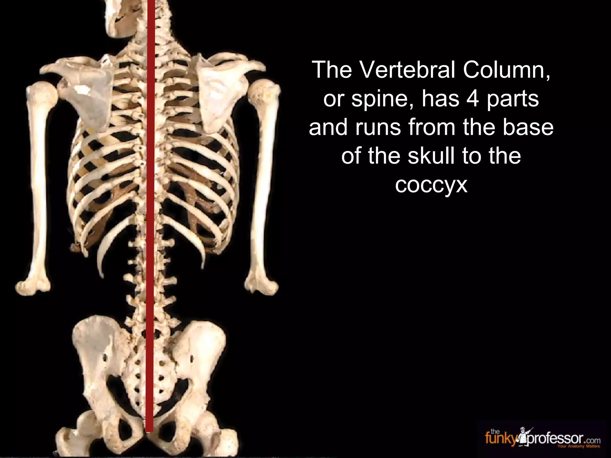 Introduction to the Trunk | PPTX