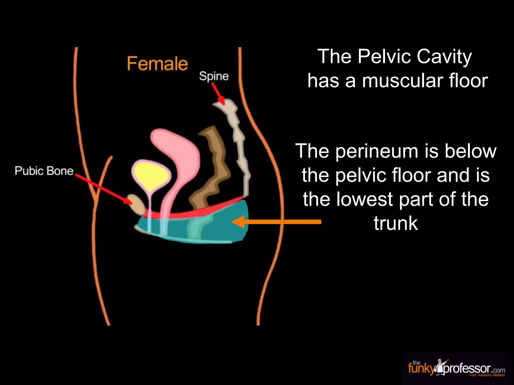 Introduction to the Trunk | PPTX