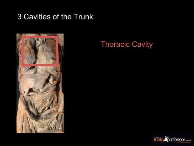 Introduction to the Trunk | PPTX