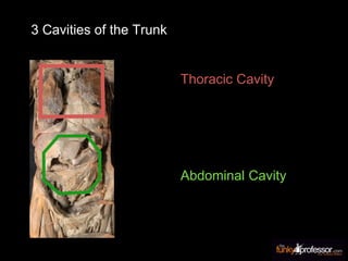 Introduction to the Trunk | PPTX