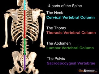 Introduction to the Trunk | PPTX