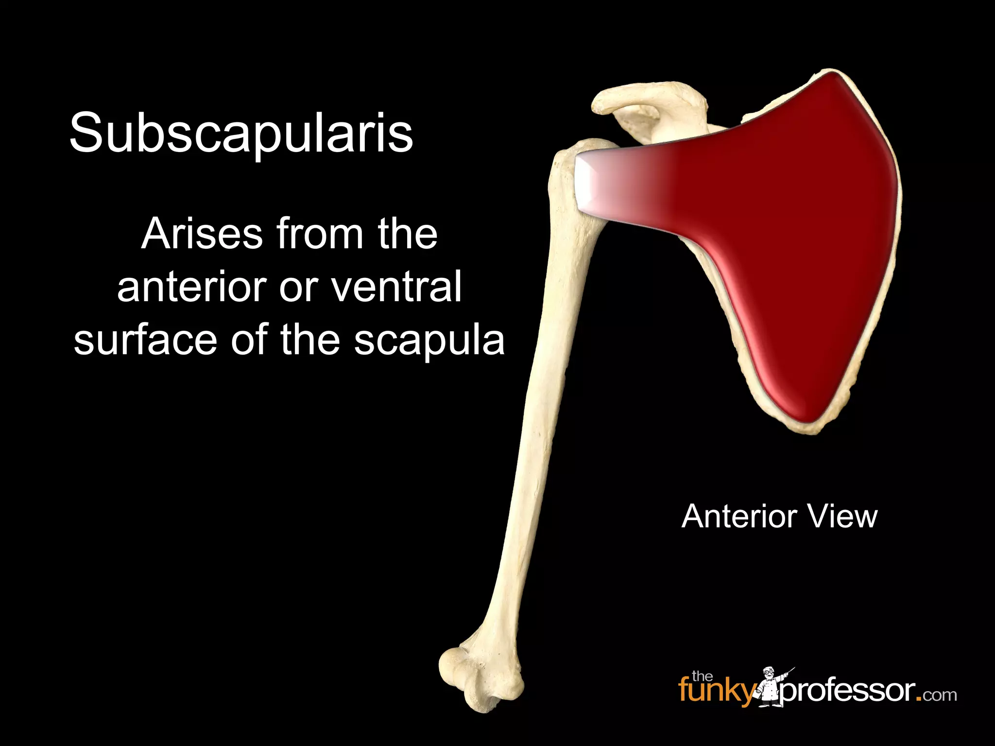 Slideshow: Rotator Cuff | PPT