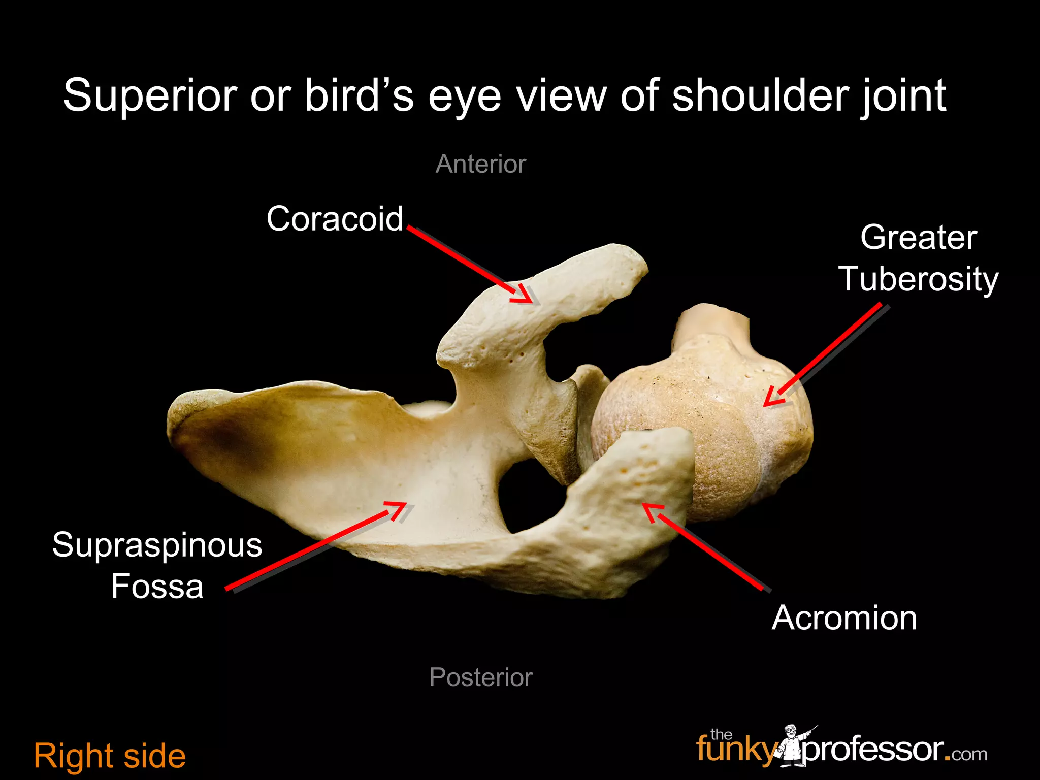 Slideshow: Rotator Cuff | PPT