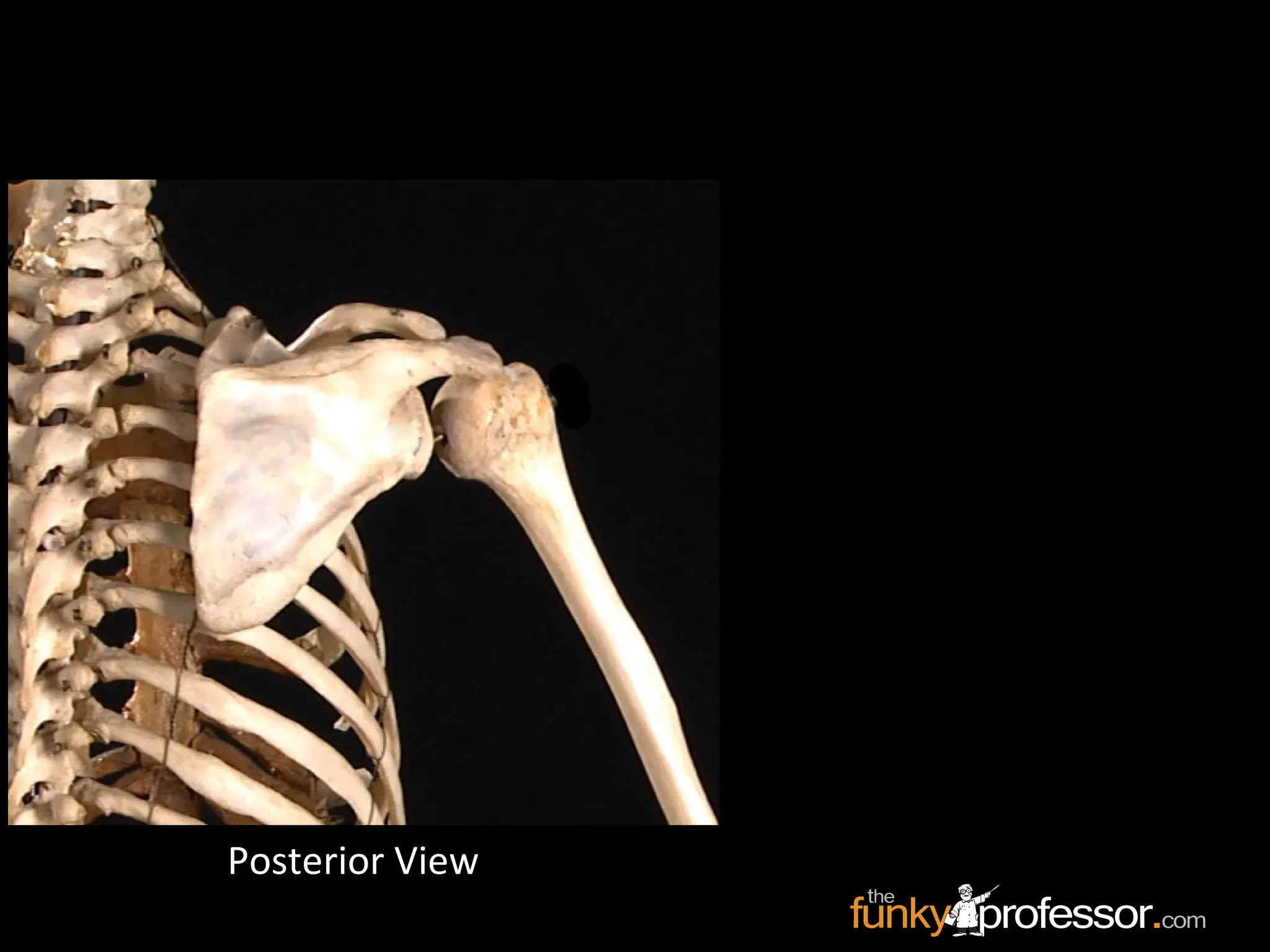 Slideshow: Rotator Cuff | PPT