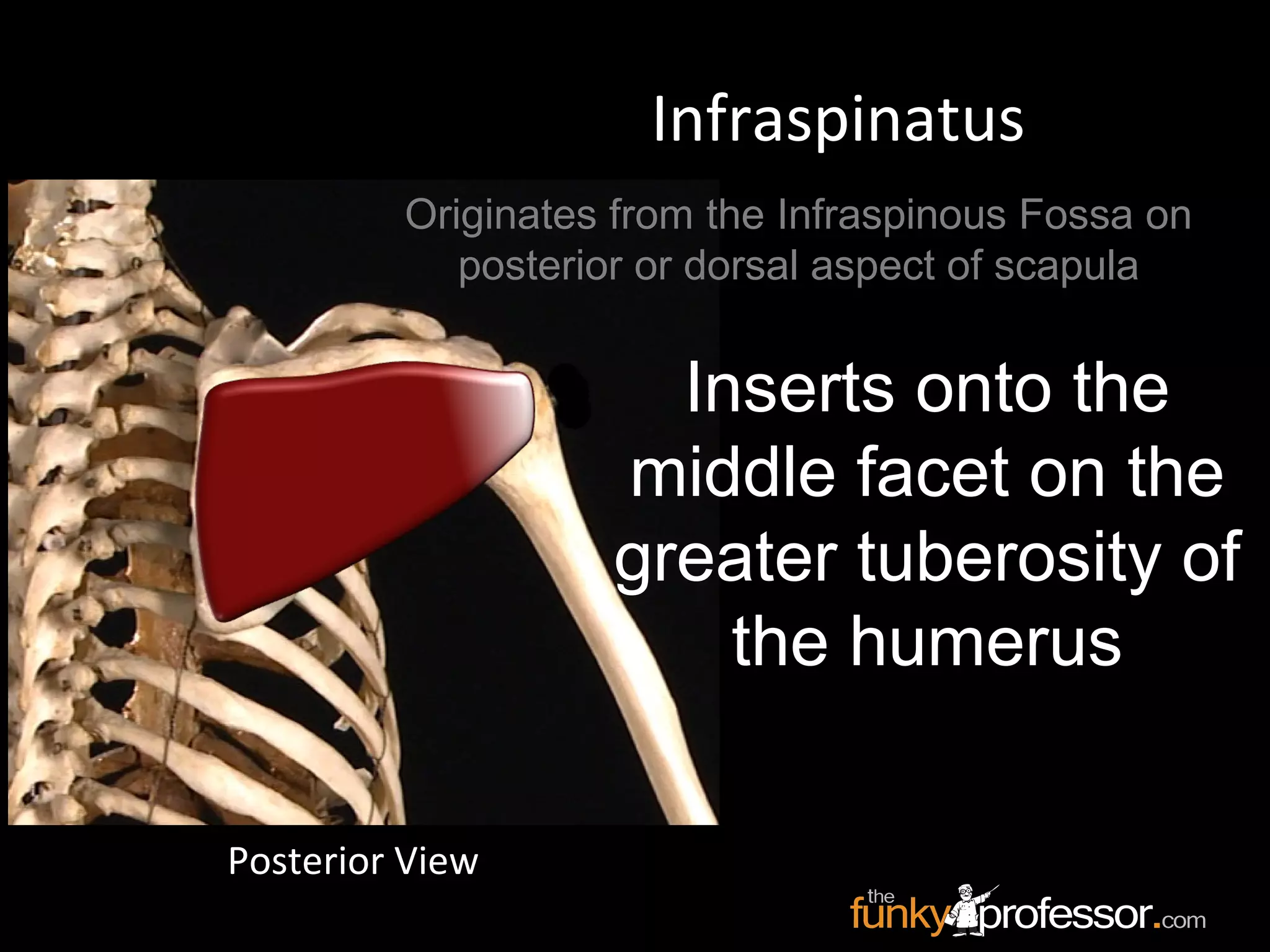 Slideshow: Rotator Cuff | PPT