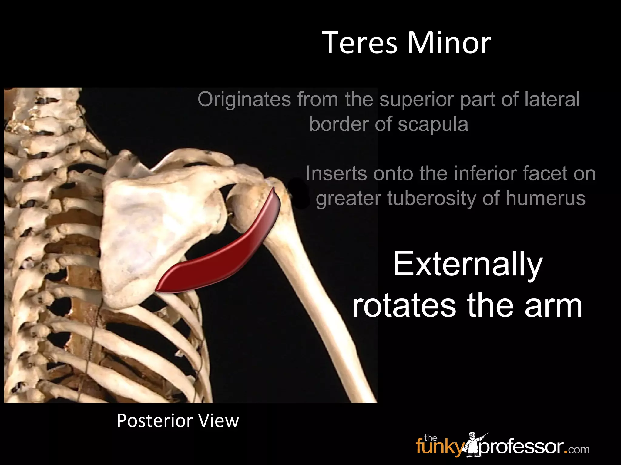 Slideshow: Rotator Cuff | PPT