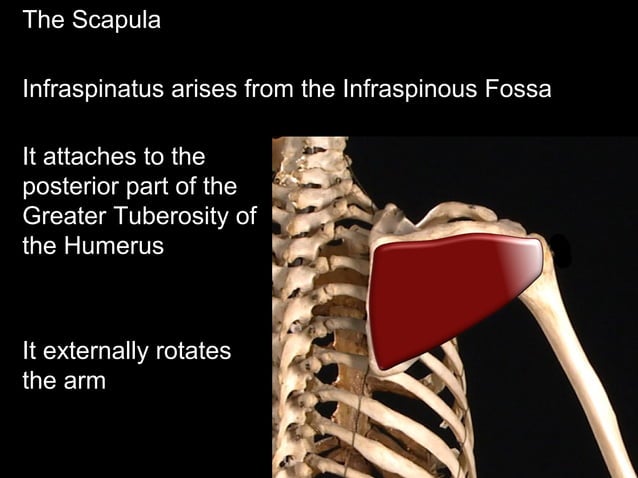 Slideshow: Scapula | PPT | Death, Injury, or Military Conflict ...