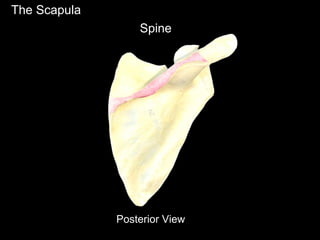 Scapula Spine