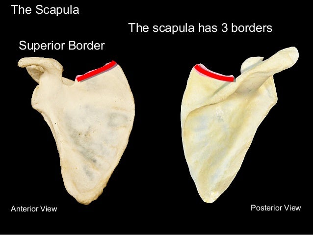 Slideshow: Scapula