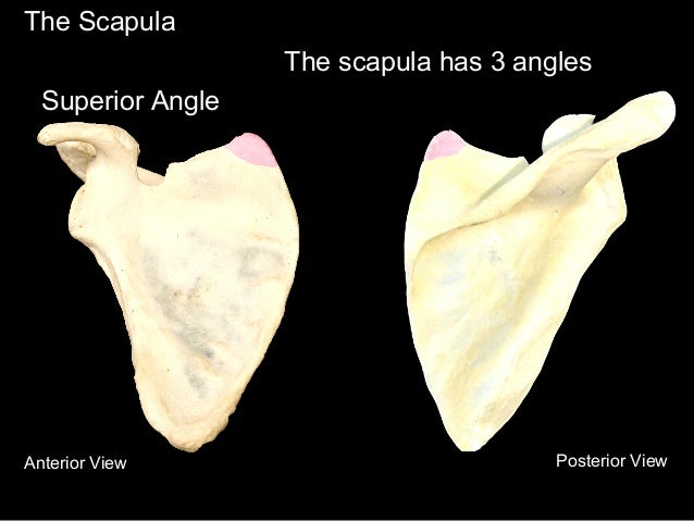 Slideshow: Scapula