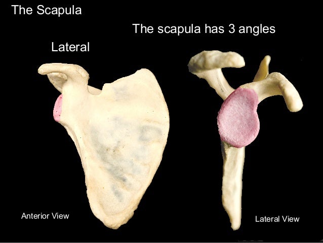 Slideshow: Scapula